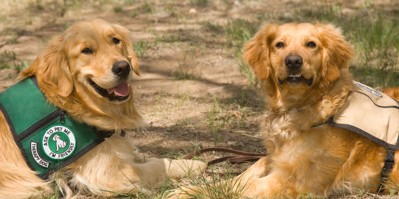 Assistance Dogs for Autism - UK Support Guide